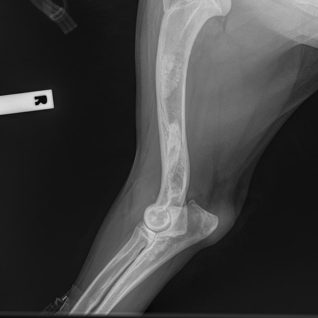 Panosteitis German Shepherd dog - Melbourne Veterinary Orthopaedics